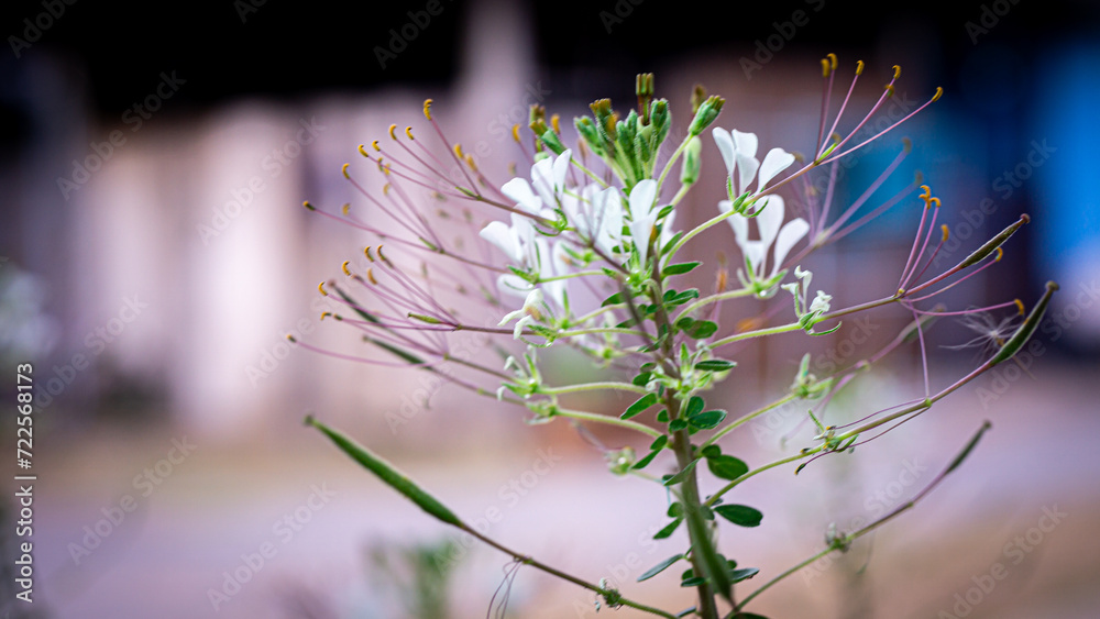 Inflorescence and fruit of Wild spider flower, Spider weed, Spider ...