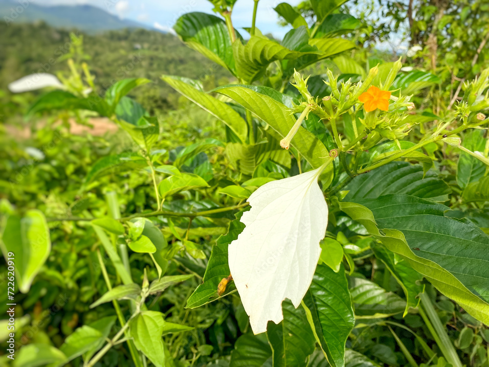 Mussaenda frondosa, wild mussaenda or Dhobi tree background. Uniquely ...
