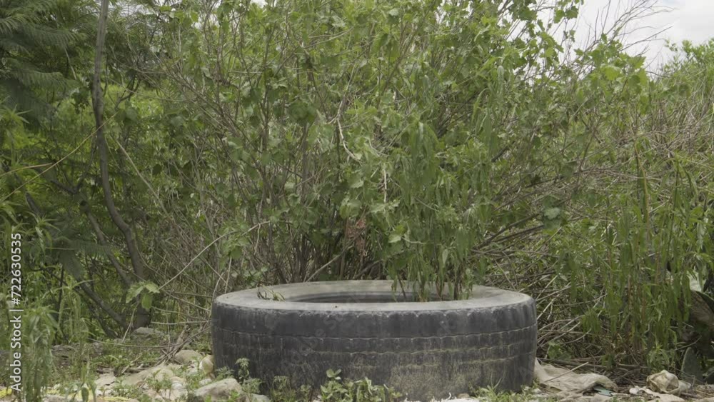 Vidéo Stock weeds growing inside an old tire dumped in a natural ...