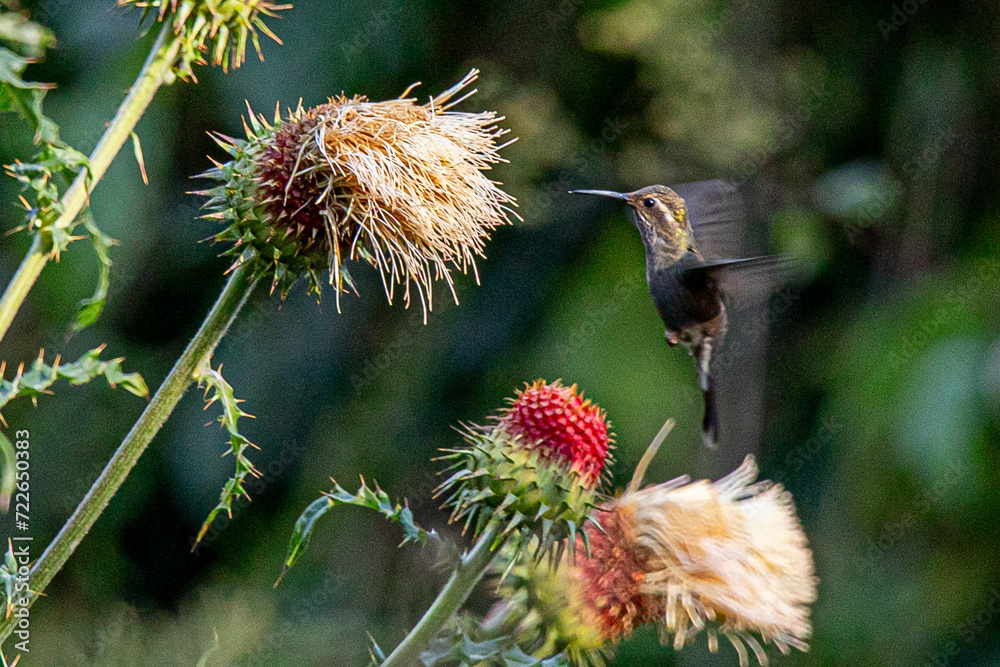 Phaethornis es un género de aves apodiformes de la familia de los ...