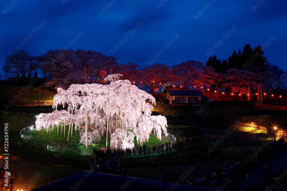 Night scene of illuminated Miharu Takizakura, a thousand-year-old ...