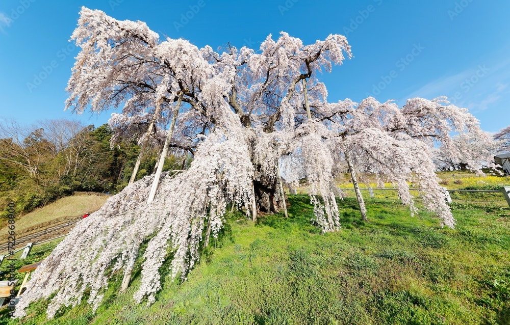 Aerial view of Miharu Takizakura, a thousand-year-old giant cherry ...
