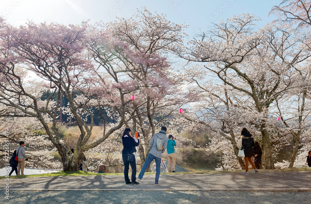 Hanami is a popular leisure activity in spring, when Japanese people ...