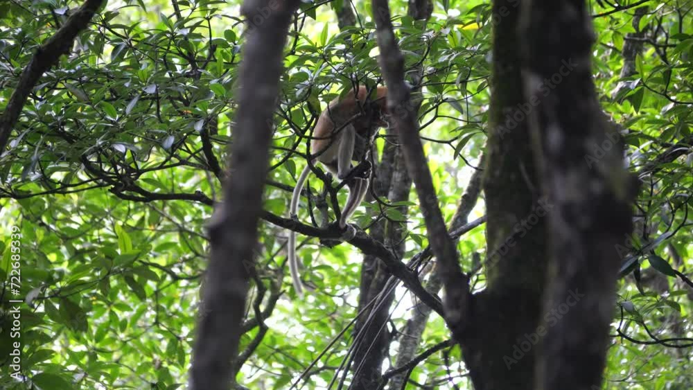 Selective focus proboscis monkey in the wild, sitting on tree, at mangrove forest at Tarakan ...