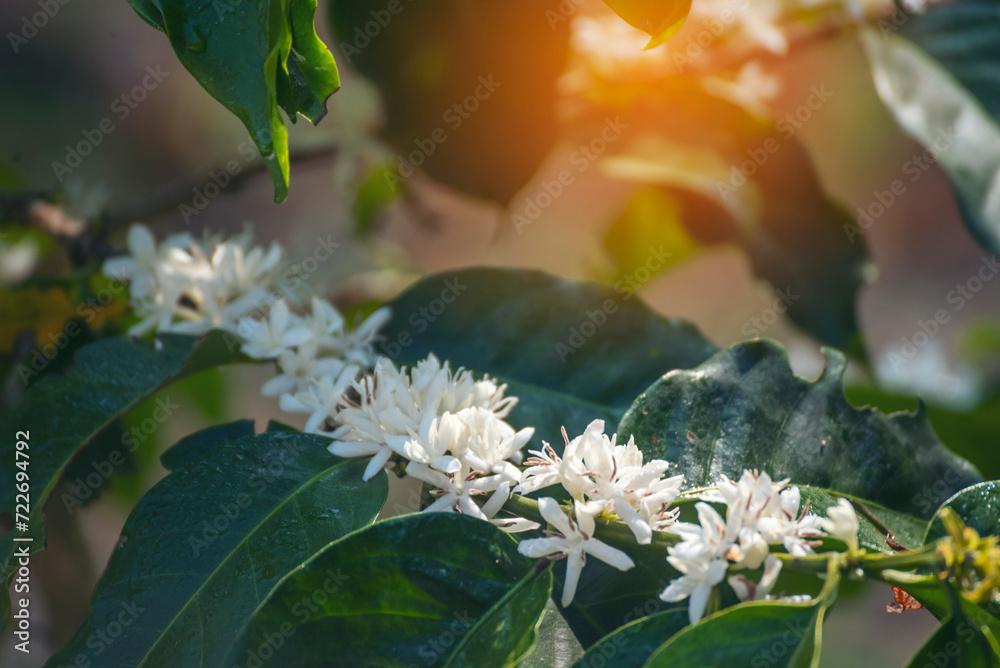 Coffee flower tree green nature white color blossom. White flower on ...