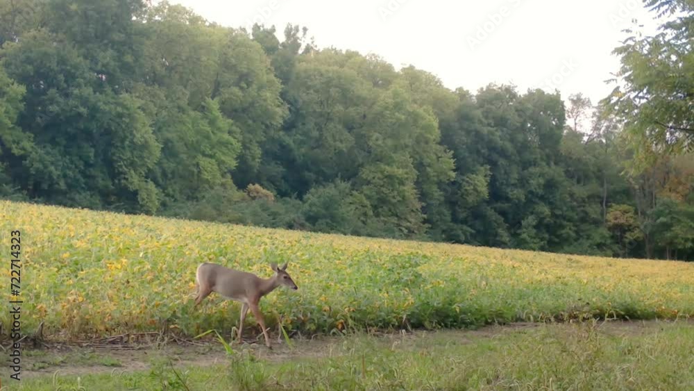 White tail deer - Doe walks out of a soybean field the Midwest in ...