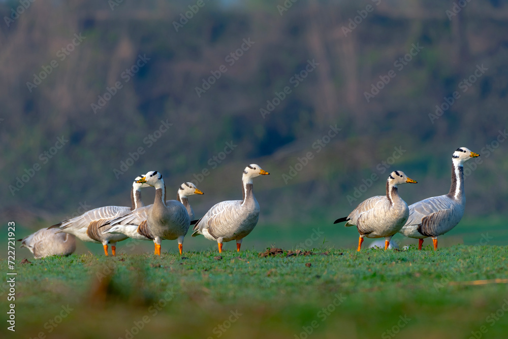 The bar-headed goose is a goose that breeds in Central Asia in colonies ...