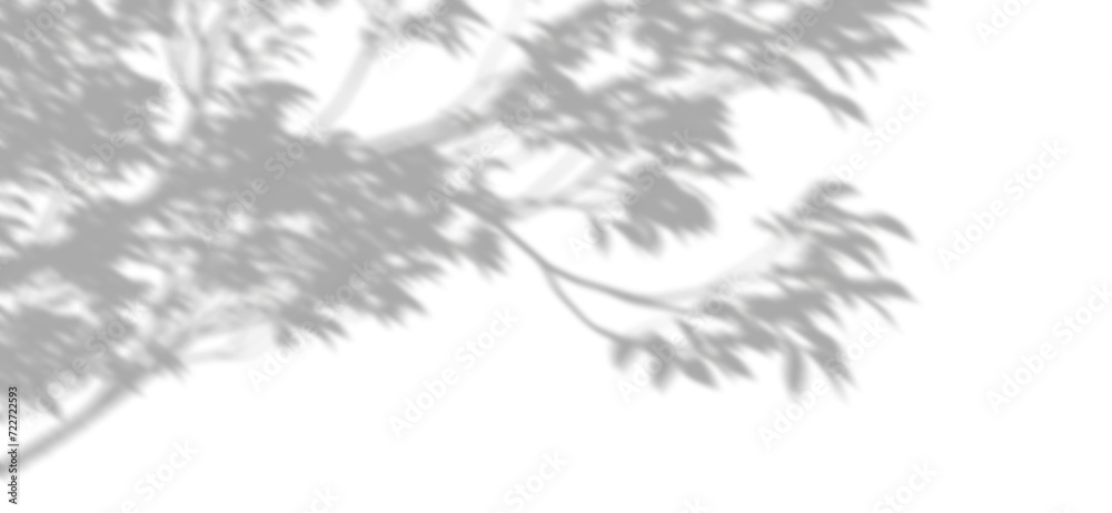 Element shadow shade of tree branches leaves move transparent ...