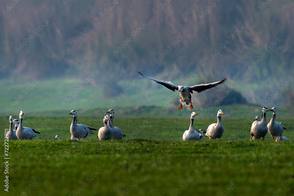 The bar-headed goose is a goose that breeds in Central Asia in colonies ...