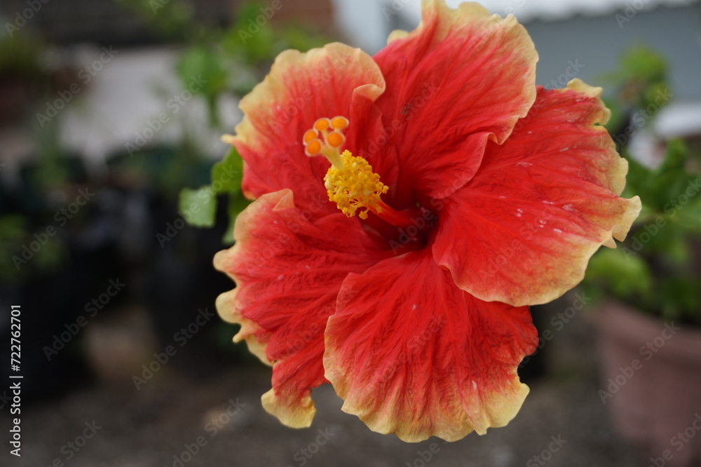 Hibiscus rosa-sinensis tree flowers in full bloom look beautiful Stock ...