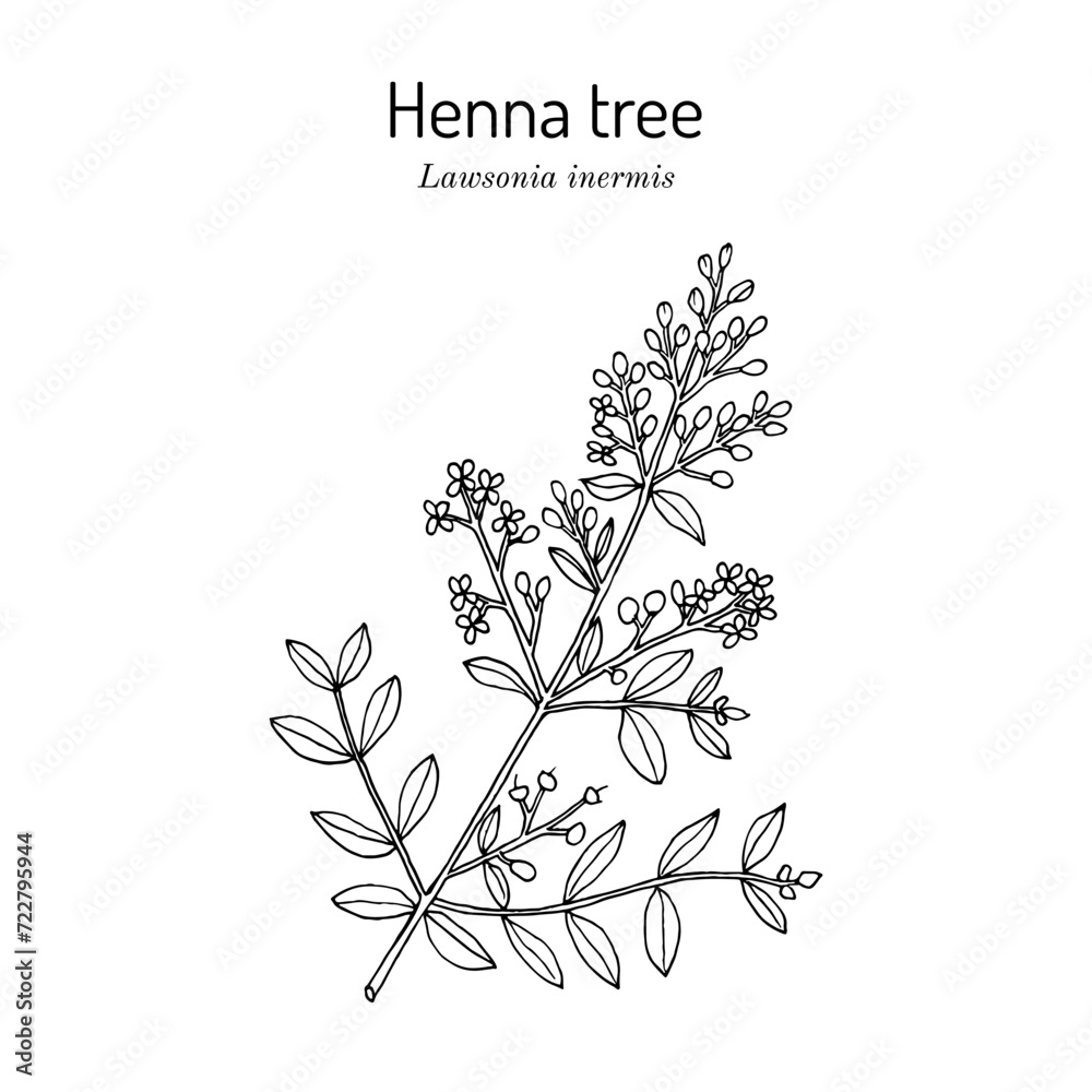 Henna tree (Lawsonia inermis), medicinal plant Stock Vector | Adobe Stock