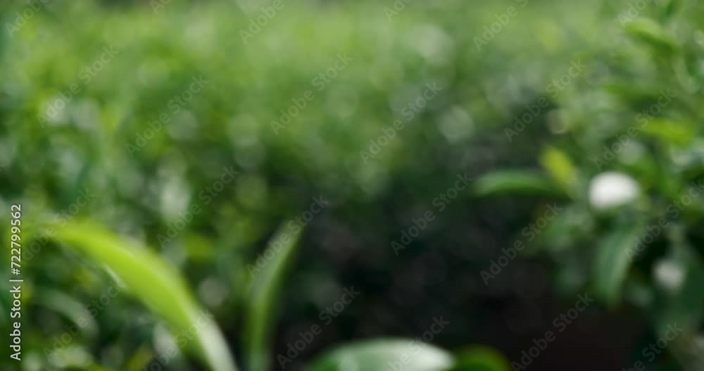 Vidéo Stock Green tea tree leaves field young tender bud herbal Green ...