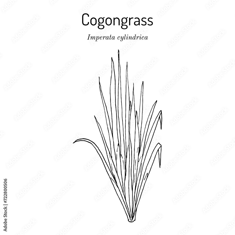 Cogongrass or kunai grass (Imperata cylindrica), edible and medicinal ...