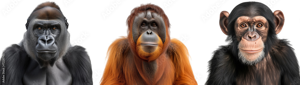 Ape bundle, close-up portraits of a gorilla, orang-utan and a ...