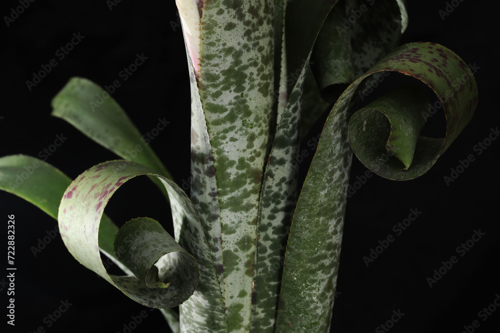 Beautiful bromeliad plant Quesnelia marmorata Tim plowman with curly ...