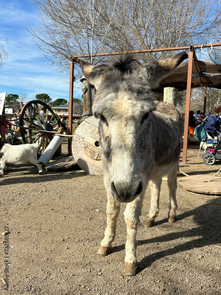 Donkey in animal shelter where children can go to visit them ...