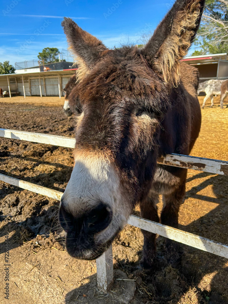Donkey in animal shelter where children can go to visit them ...