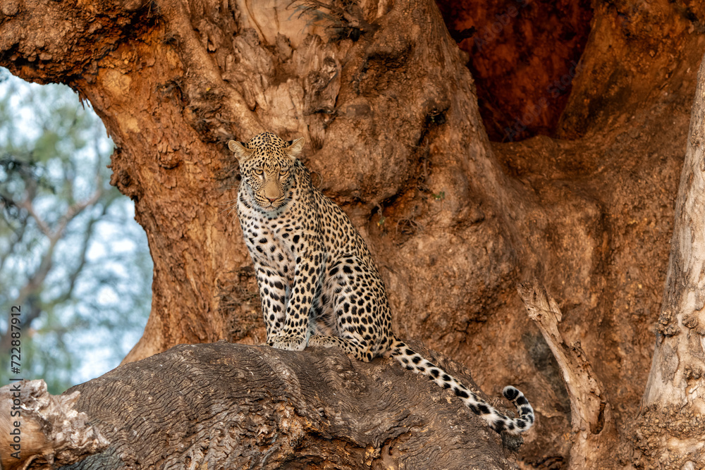 Leopard (Panthera Pardus) resting in a Mashatu tree in the late ...