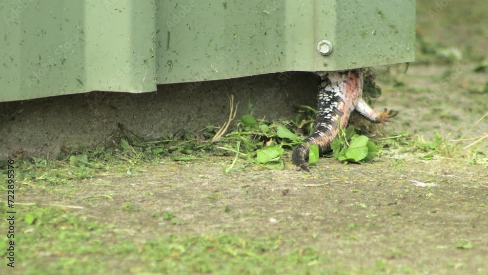 Blue Tongue Lizard back legs and tail falling out of shed. Daytime ...