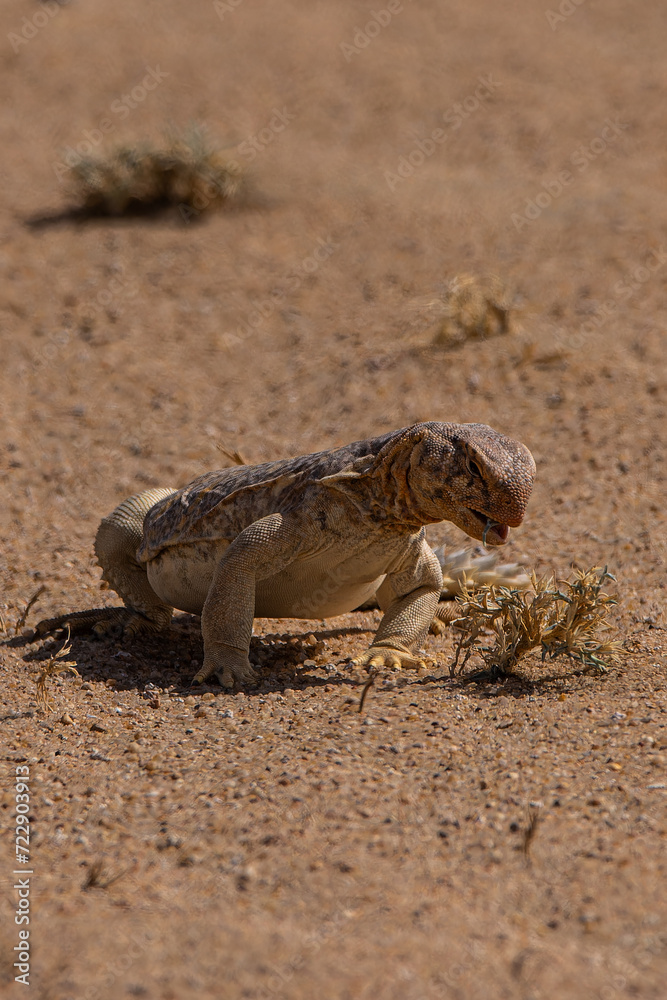 Egyptian mastigure in a barren desert, feasting on vegetation Stock ...