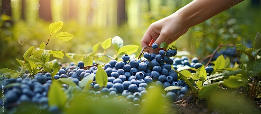 fresh ripe forest dessert blueberries hand leaf picking eating happy ...