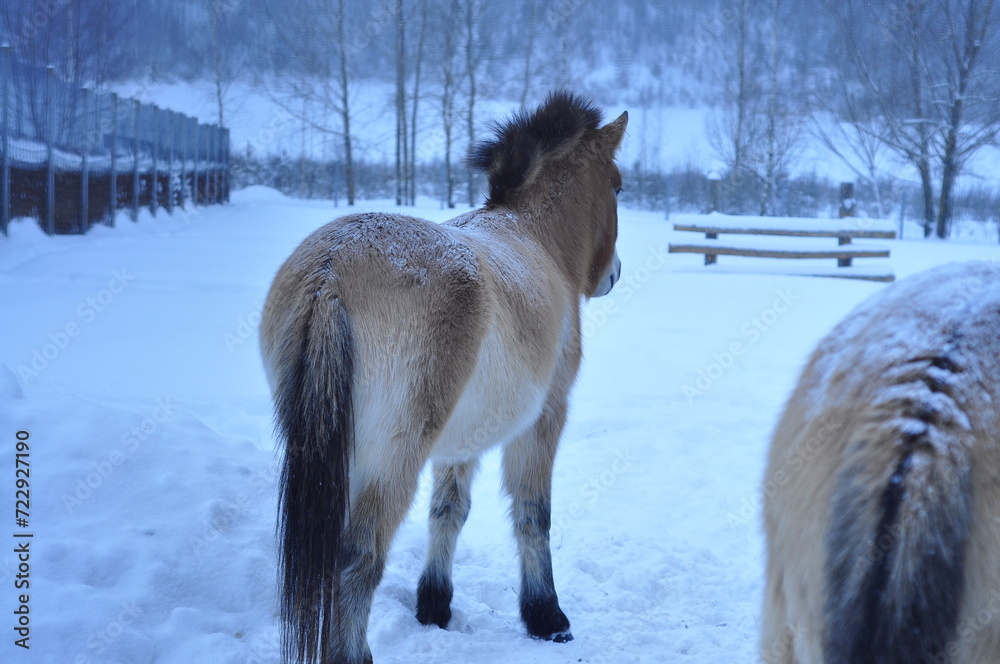 russia, russian federation, winter, snow, moscow, moscow region, moscow ...