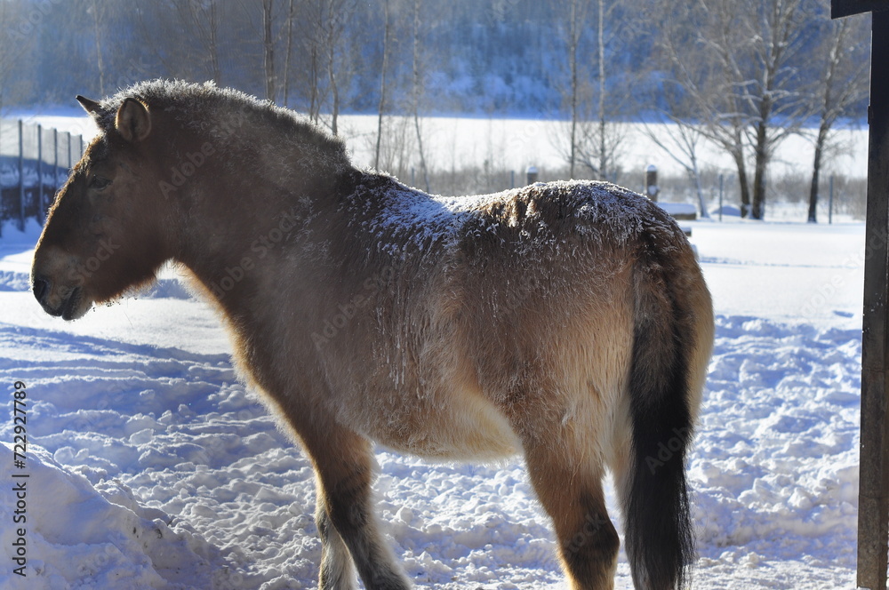 Animals are a traditionally (since the time of Aristotle) distinguished ...