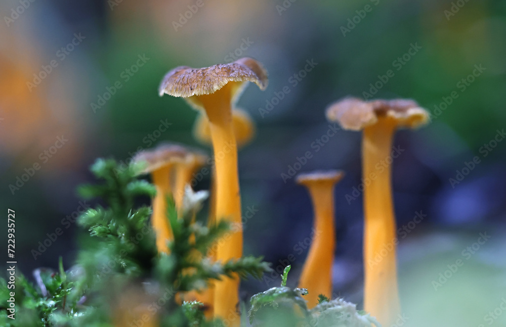 Yellow Foot, Craterellus lutescens, also known as Cantharellus ...
