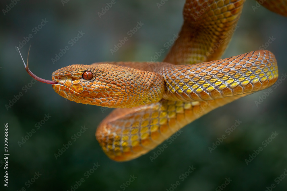 Beautiful Mangrove Pit Viper (Trimeresurus purpureomaculatus). Stock ...