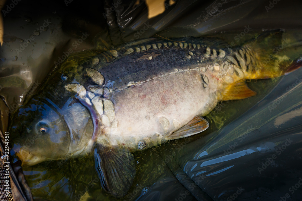 Carpfishing session at the Lake.Carp Angling.Live carp in a swing ...