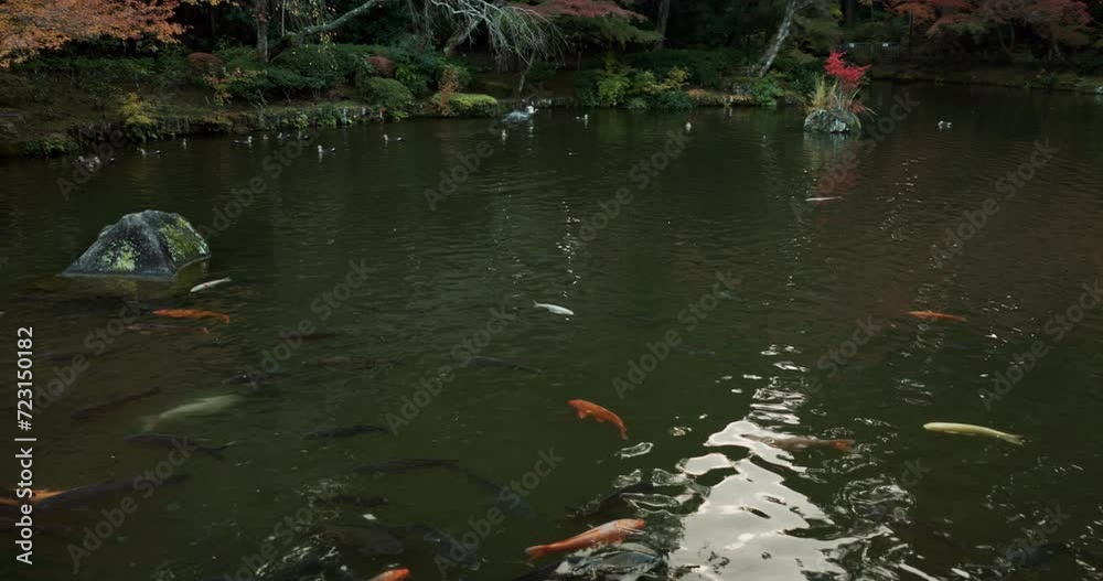 Koi, pond and autumn forest in Japan with calm water, orange leaves and ...