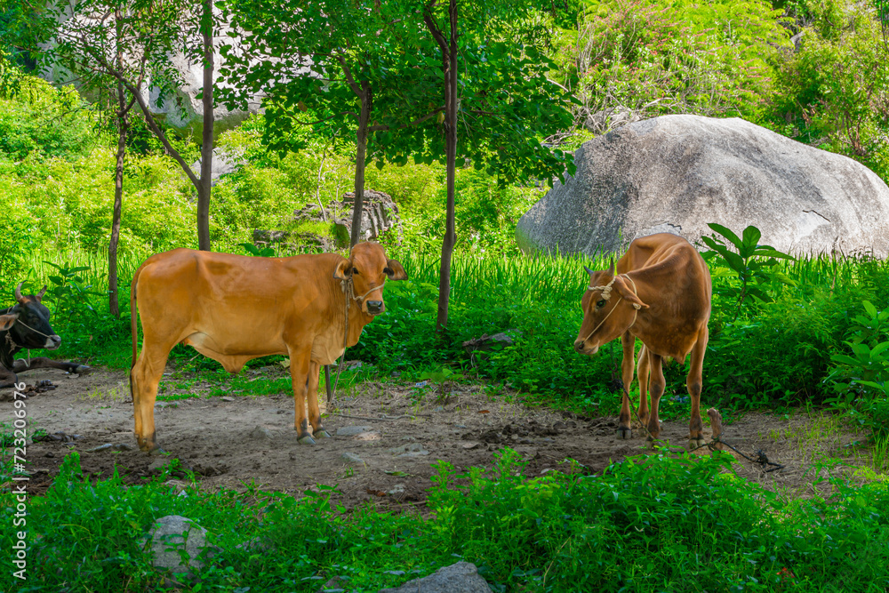 Indian domestic farming cow or Indian traditional cows or Indigenous ...