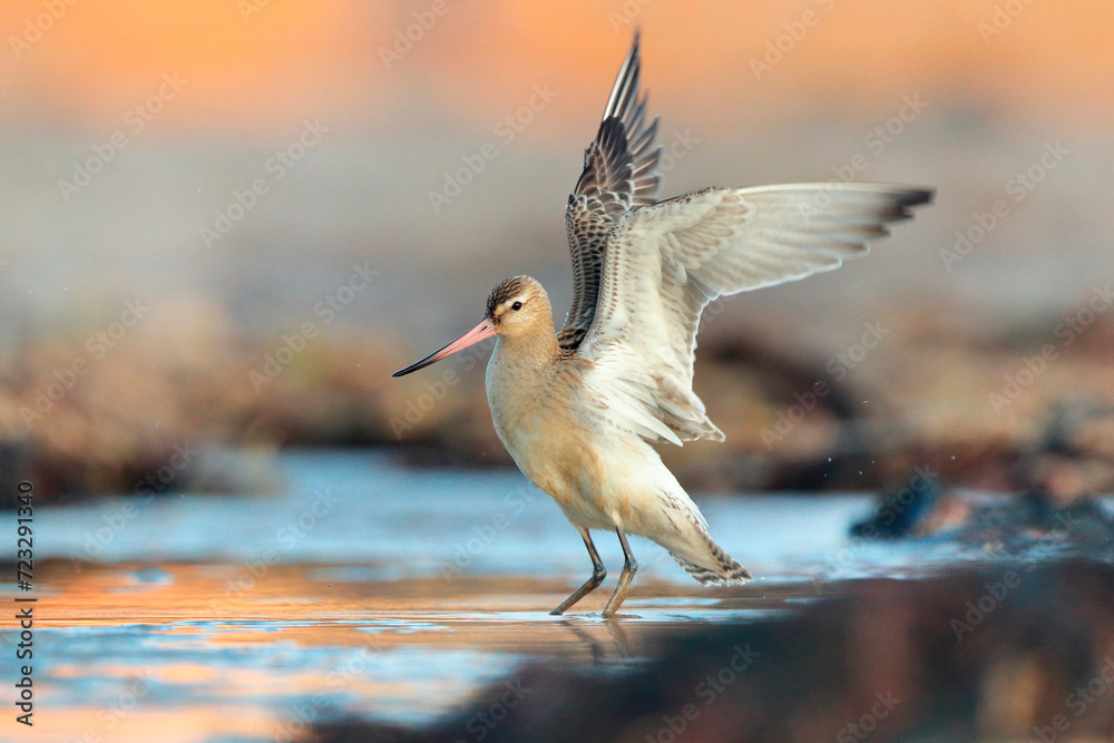 Bar tailed godwit in coastal habitat during migratory passage Stock ...