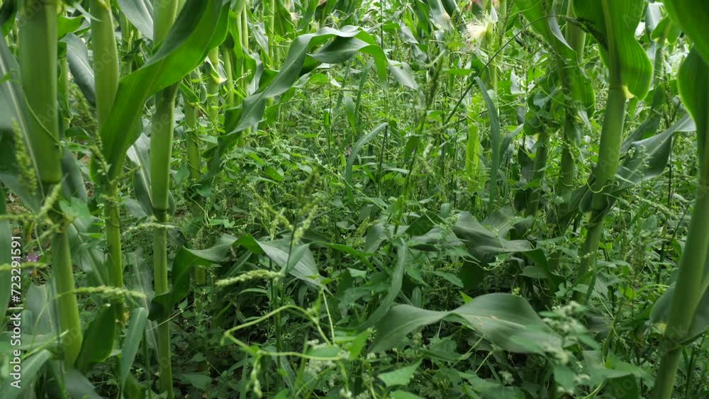 Vidéo Stock weeds destroy the corn crop. corn field infested with weeds ...