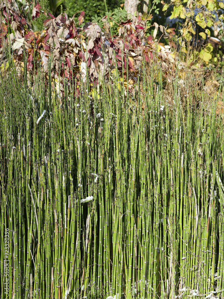 (Equisetum hyemale) Dense green stalks of rough horsetails or Winter ...