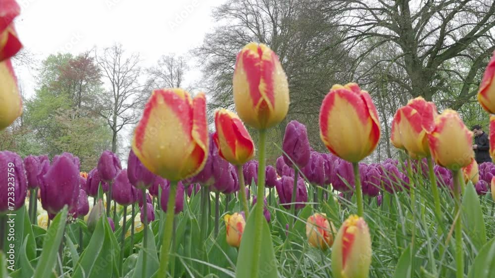 Video Stock Landscape footage of colorful tulip flowers blooming in the ...