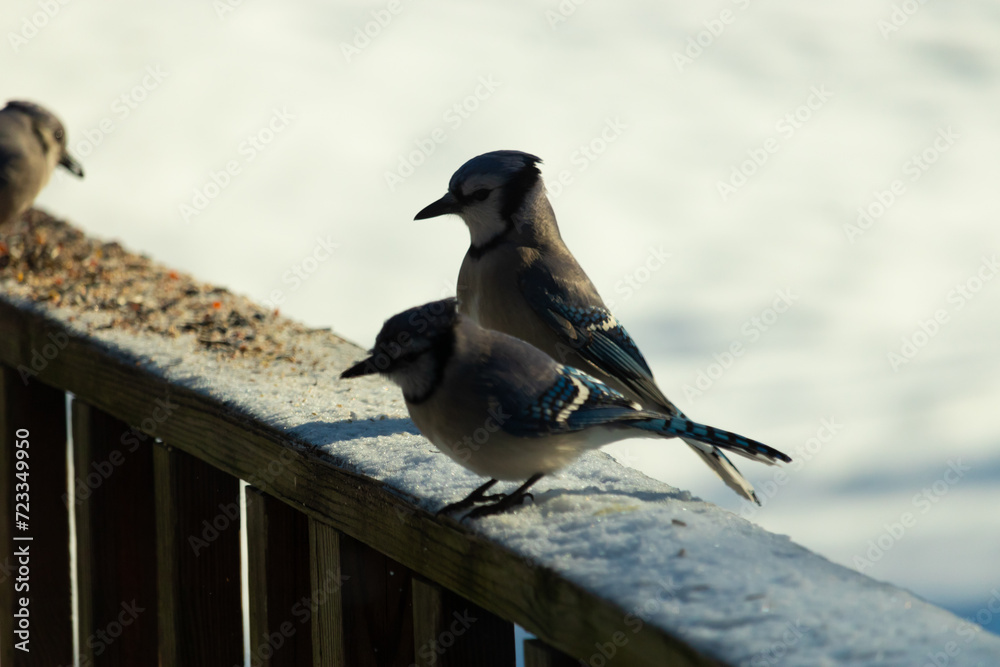 These two blue jays were out on the wooden railing of the deck for some ...