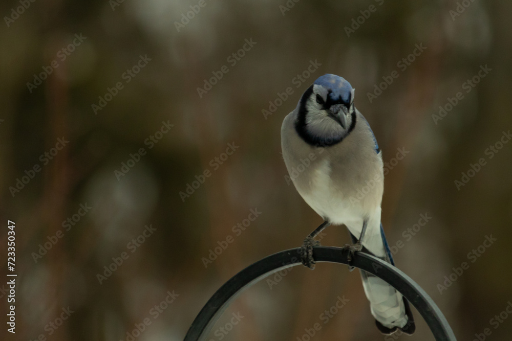 This beautiful blue jay bird came out to the shepherds hook when I took ...