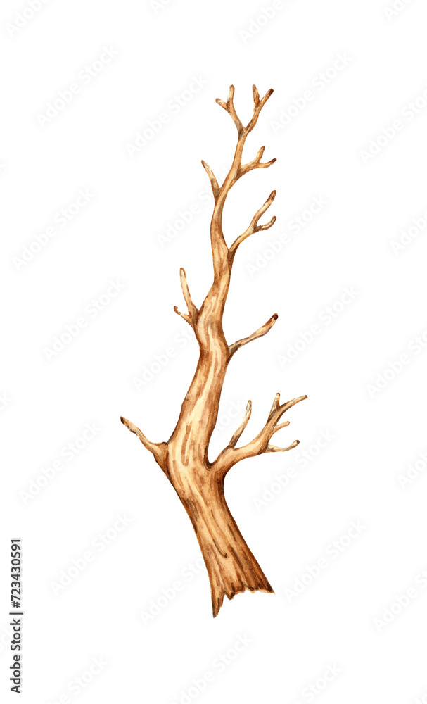 Watercolor illustration of a dry brown tree branch. The graphic element ...