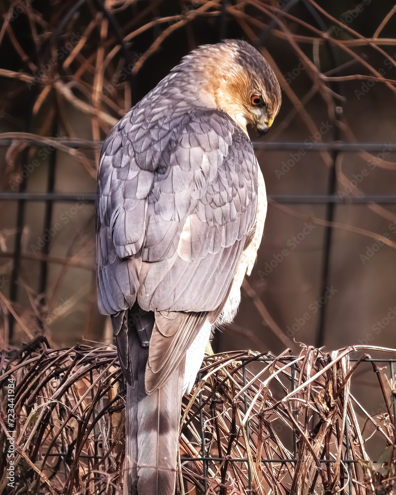 A Cooper's Hawk (Accipiter cooperii) perched on a fence, using its ...