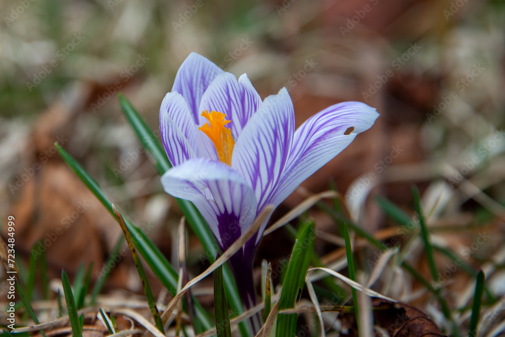 A single purple crocus flower, croci, growing out of a green flower ...