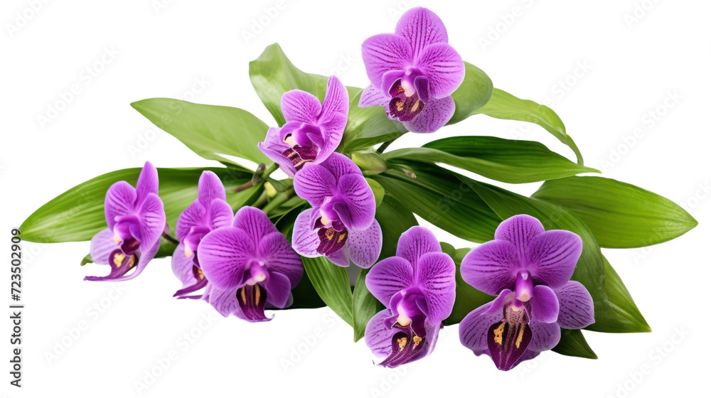 Violet Vanda Orchid Flowers with Green Leaves isolated on transparent ...