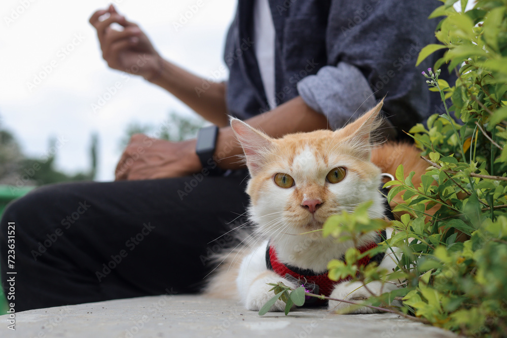 Outdoor portrait of Asian man holding and giving gentle touch to cat ...
