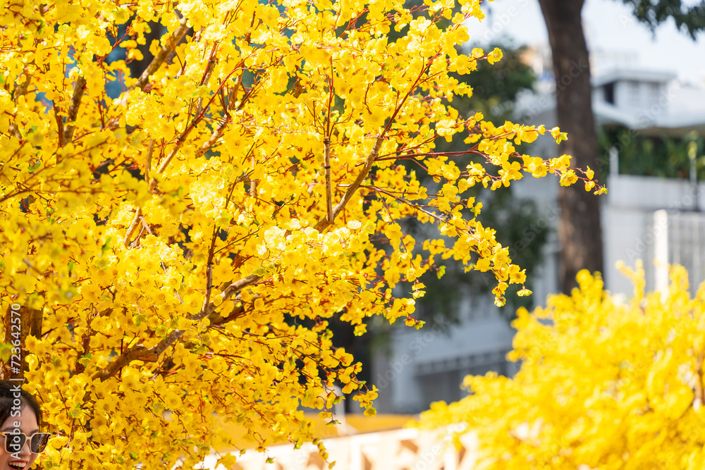 Ochna integerrima (Hoa Mai) tree with lucky money. Traditional culture ...