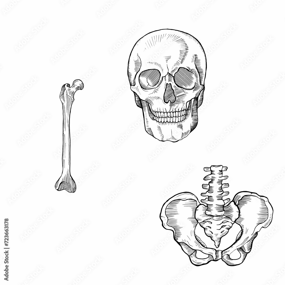 Human anatomy drawing monochrome set with skeletons and single bones ...