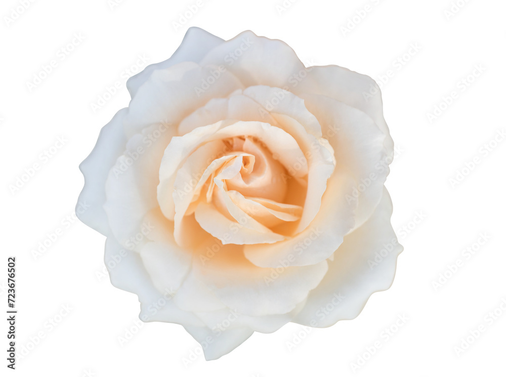 Top view of beautiful white rose isolated on white background with ...