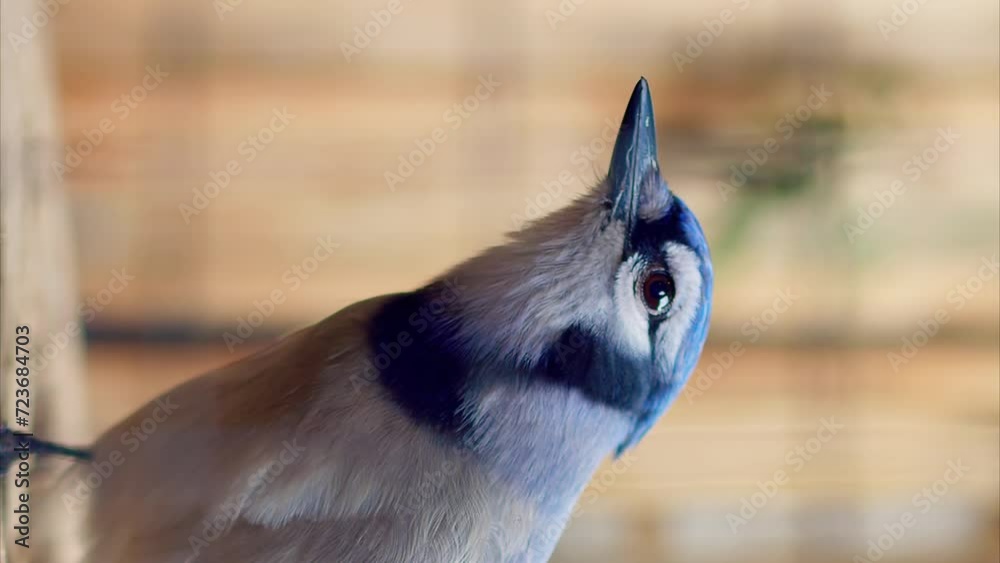 Blue jay close-up diversity of bird species vertical video close-up ...