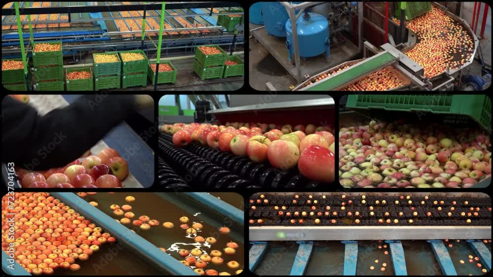 Vidéo Stock Highly Automated Apple Packing House Facility - Multiscreen ...