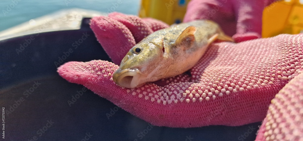 Gokcha barbel Sevan barbel (Barbus goktschaicus) is a species of ray ...