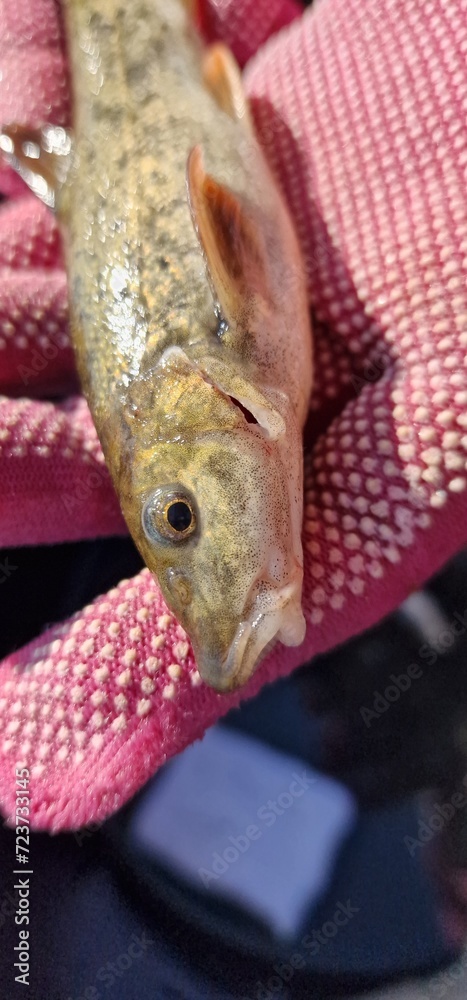 Gokcha barbel Sevan barbel (Barbus goktschaicus) is a species of ray ...